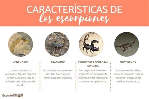 Caracter Sticas De Los Escorpiones O Alacranes Anatom A Y H Bitat