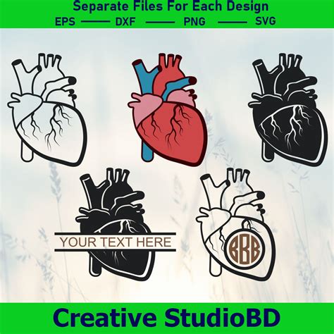 Realistic Heart SVG Bundle Anatomical Heart Svg Cardiology Svg Heart