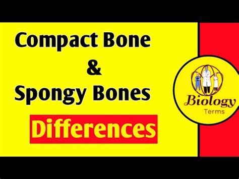 Compact Bone And Spongy Bone Differences Bone And Cartilage YouTube