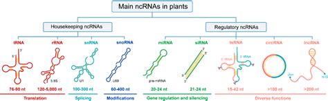 non coding rnas in plants encyclopedia mdpi
