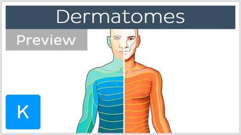 Dermatomes Made Easy Preview Human Anatomy Kenhub Youtube Dermatomes