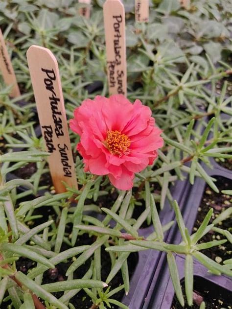 29 Different Types Of Portulaca Varieties Balcony Garden Web