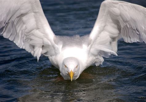 Möwe Vogel Schnabel Kostenloses Foto auf Pixabay