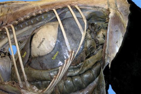 Anatomy Equine Abdomen Flashcards Quizlet