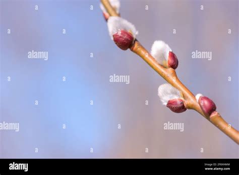Beautiful Pussy Willow Buds Flowers And Branches Seasonal Forest