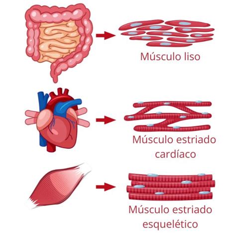 Músculos do corpo humano quais são tipos nomes Mundo Educação