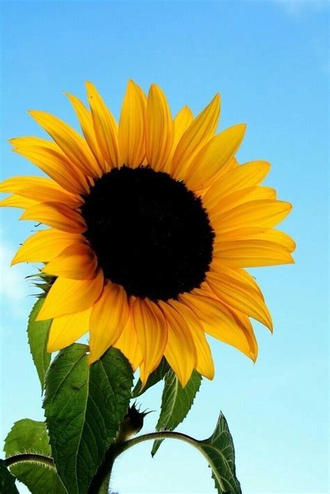 Fondos De Pantalla Pc Girasoles