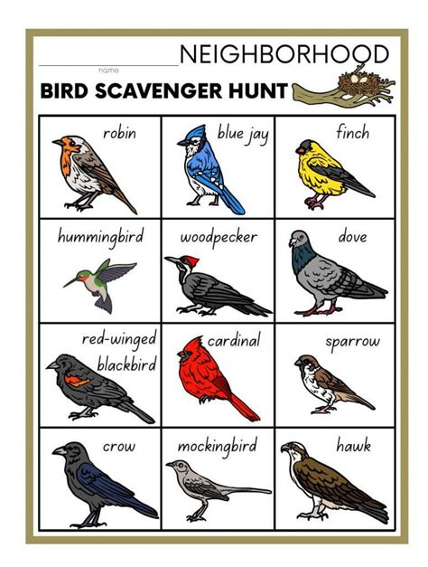 Wbfi Student And Teacher Resources Wild Bird Feeding Institute