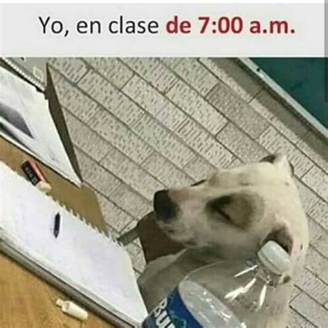 Me Gustan Los Tamales Pero Newton No Podemos Poner Eso Entonces