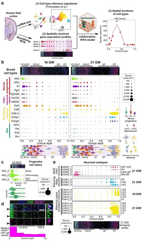 Spatial Mapping Of Cortical Cell Types Using Integration Of WTA And