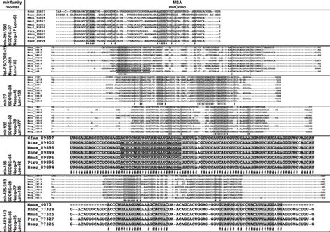 multiple sequence alignments and structure conservation of functionally download scientific