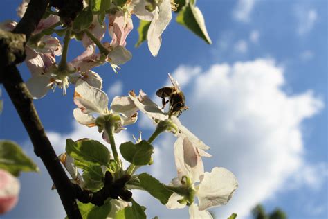 Free Images Tree Nature Branch Blossom Sky Field Meadow