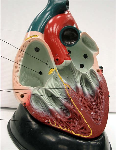 Heart Internal View Model Diagram Quizlet