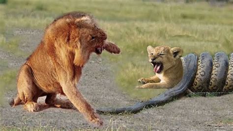 Python Is Too Aggressive Lion Cub Mistakes When Challenged