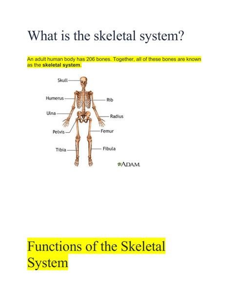 Skeletal System Notes