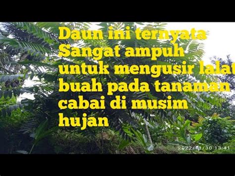 Cara Tepat Mengusir Lalat Buah Di Musim Hujan Budi Daya Cabai Rawit