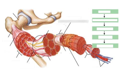 Skeletal Muscle Anatomy Diagram Quizlet