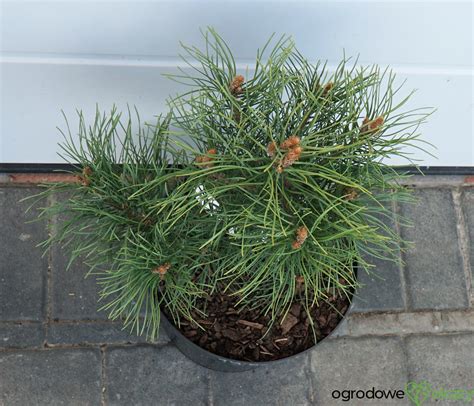 Sosna Pospolita Bia Ogon Pinus Sylvestris Bia Ogon Ogrodowyokazy Pl