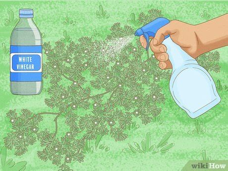 How To Get Rid Of Stickers In Your Yard Best Removal Tips