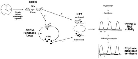 Physiology Of The Pineal Gland And Melatonin Endotext NCBI