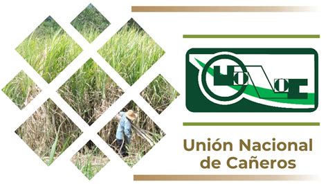 Unidos para combatir el COVID 19 en la agroindustria de caña de azúcar