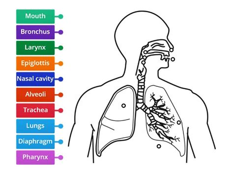 Respiratory System Labelled Diagram