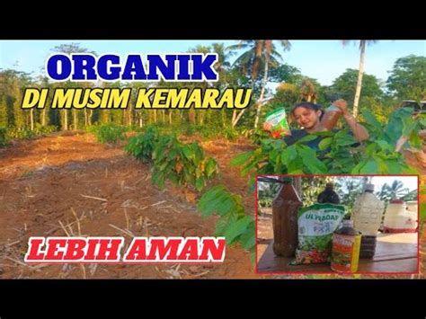 Apakah Efektif Pemupukan Daun Di Musim Kemarau Youtube