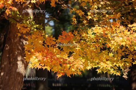 Photolibrary