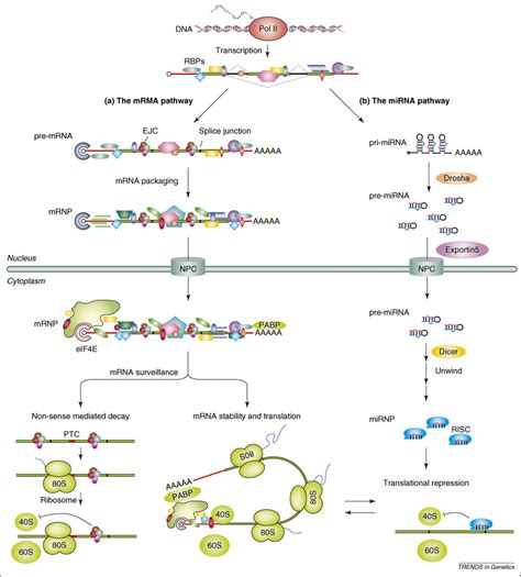 The Functions Of RNA Binding Proteins In Eukaryotes A The MRNA