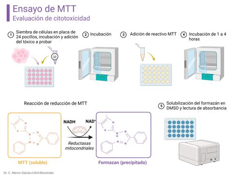 Ensayo de citotoxicidad por reducción de MTT ChemEvol