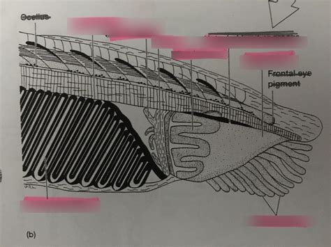Cephalochordate Anatomy 2 Diagram Quizlet