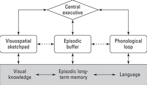 cognitive psychology working short term memory dummies