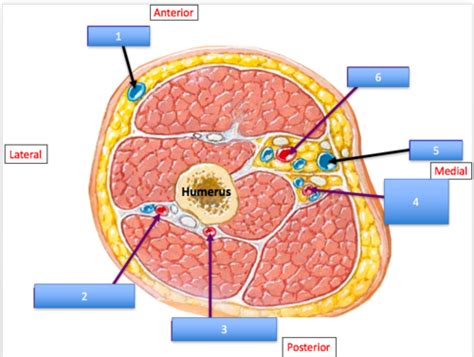 Msk Anatomy Of The Forearm Flashcards Quizlet