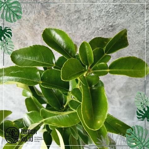 Jual Daun Jeruk Purut Segar Harga Per Lembar Per 1 Pcs Shopee Indonesia