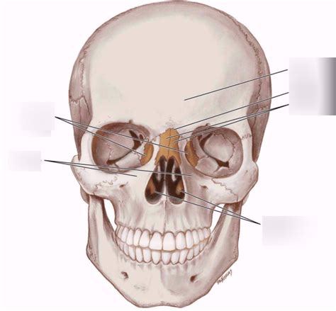 Nasal Lacrimal Inferior Turbinates Conchae Slide Diagram