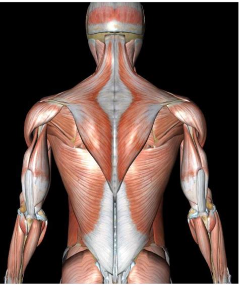 Superficial Back Muscle Diagrams Diagram Quizlet