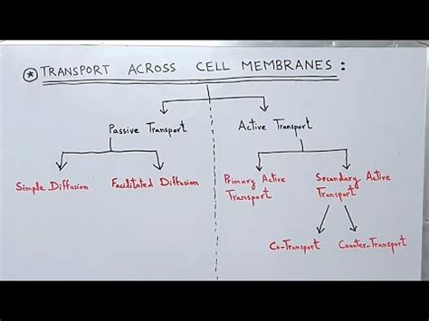 Transport Across The Cell Membrane Plasma Membrane Active And