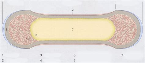 Knochenaufbau Diagram Quizlet