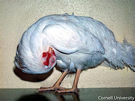 Gallina Castellana Negra Enfermedad De Newcastle Gallinas