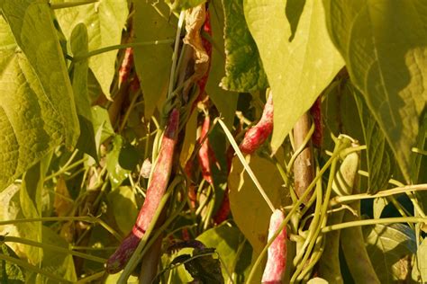 Jardinage Comment R Ussir Son Semis De Haricots Verts