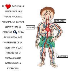 EDUCACIÓN PRIMARIA SISTEMA CIRCULATORIO Sistema del cuerpo humano
