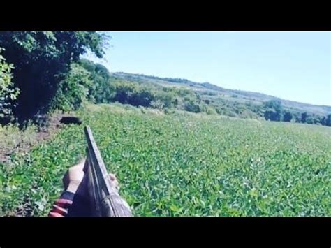 Ca Ada Javali Uma Porca Abatida Youtube