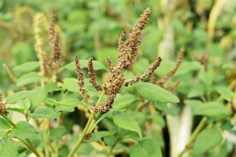 Plantas Daninhas do Algodão Veja como controlar as principais