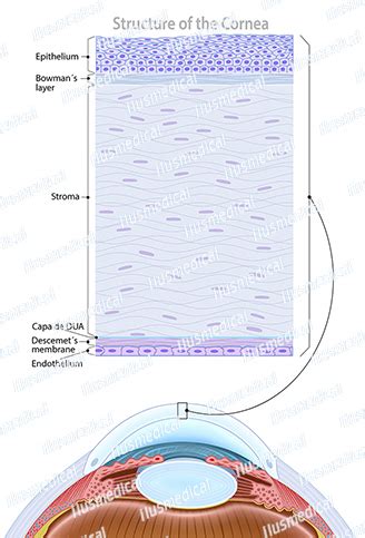 Ventas Ilusmedical Estructura De La Capa C Rnea