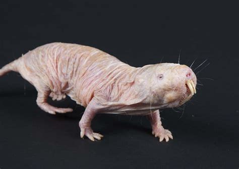 100 Ugly Rat Pictures Wallpapers