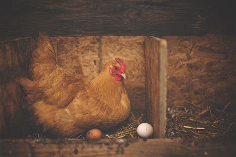 Que Mangent Les Poules On Vous Dit Tout