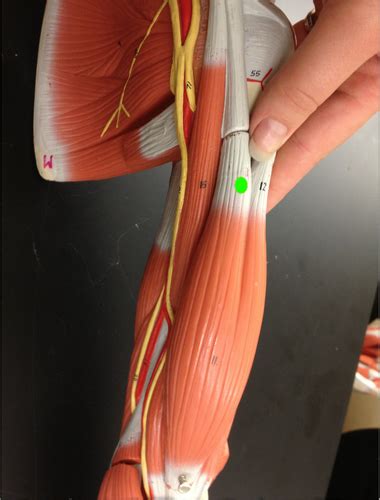 Anatomy Practical Flashcards Quizlet