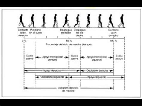 ANÁLISIS DE LAS FASES DE LA MARCHA YouTube