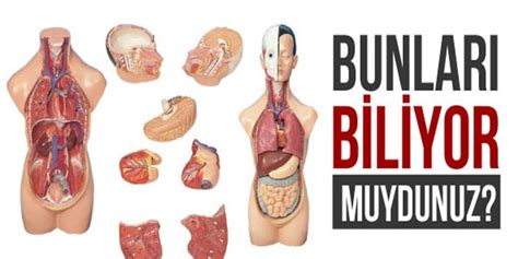 İnsan Vücudunun Bilinmeyen İlginç Özellikleri Secdem Bir Dünya İçerik