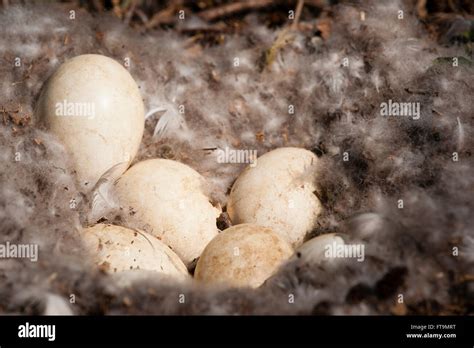 Eggs In The Nest Species Canada Goose Stock Photo Alamy